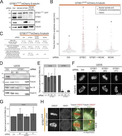 Analysis Of Chromosome Congression In Gtse15xlid Cells And Download Scientific Diagram