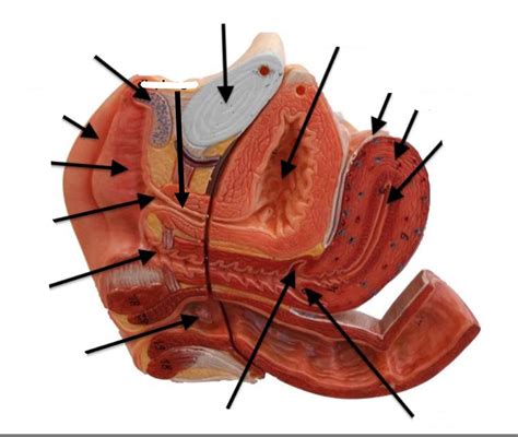 Female Reproductive Anatomy 4 Diagram Quizlet