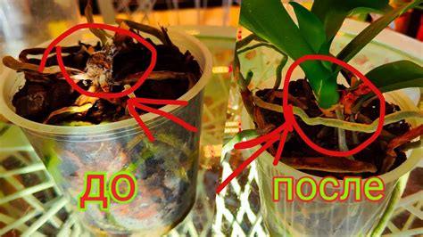 Как СУХОЙ Пень ОЖИВИТЬ превратить в ЗДОРОВУЮ ОРХИДЕЮ Youtube