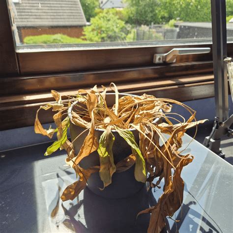 Peace Lily Has Never Been Healthier 🤗 R Houseplants