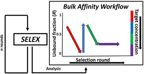 Bulk Affinity Assays In Aptamer Selection Challenges Theory And