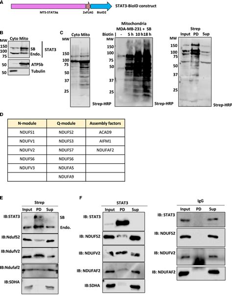 Mitochondrial Stat3 Interacts With Complex I Components A Cartoon Of