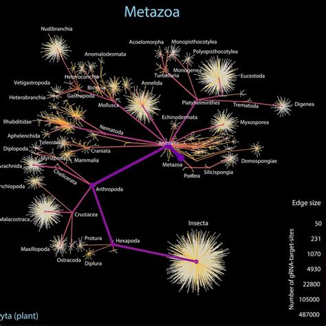 Illustration Showing The Number And Taxonomic Distribution Of Grna Download Scientific Diagram