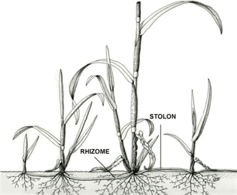 Stolon Rhizome Crown