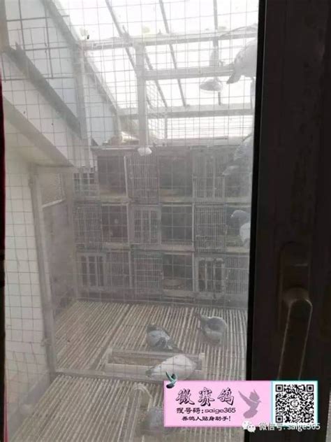 怎样建阳台鸽棚图片 阳台小型简易鸽笼图片 建阳建盏 大山谷图库