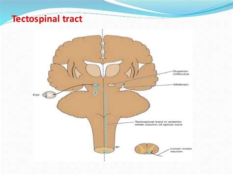 Tectospinal Tract