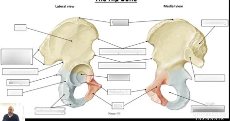 Diagram Of The Hip Bone Quizlet