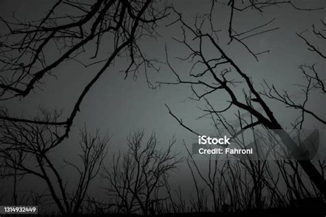 Silueta Árbol Muerto En El Cielo Dramático Oscuro Y Nubes Blancas Fondo Para Una Muerte Pacífica