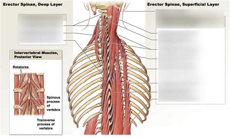 Muscles Of Vertebral Column Diagram Quizlet