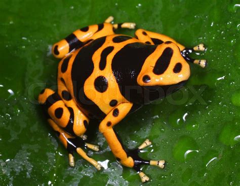 Printable Bumblebee Dart Frog Care Sheet