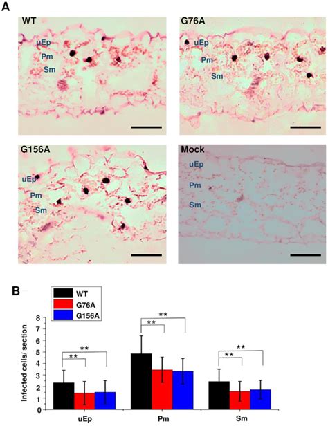 Functional Analysis Reveals G U Pairs Critical For Replication And