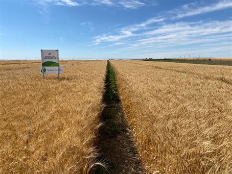 2020 Wheat Yield Trials Stamp Seeds