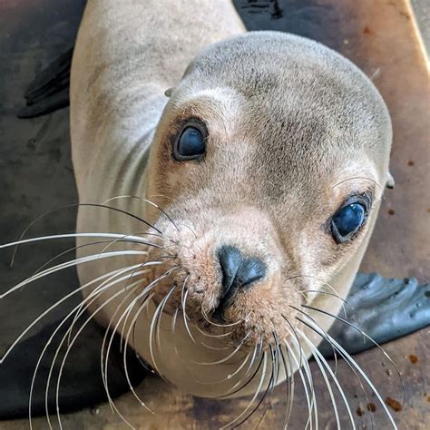 White Sea Lion
