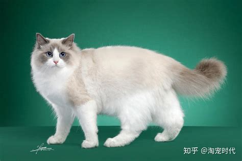 布偶猫容易掉毛吗让布偶猫不掉毛的方法只有一个 知乎