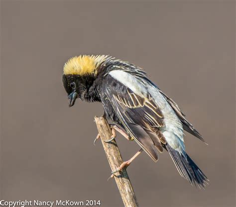 Male Bobolink Welcome To