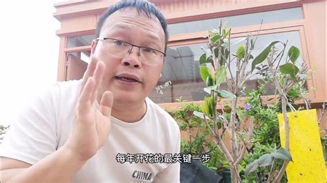 高手养茶花“不烂根”！秘密在这 Youtube