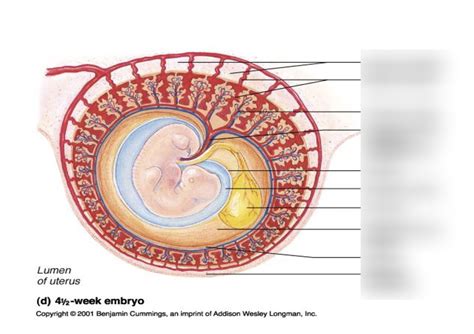 Embryo Diagram Quizlet