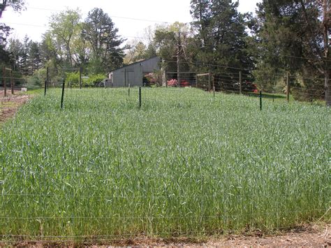 The Vegetable Garden In August Piedmont Master Gardeners
