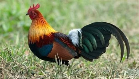 တည်ကြက် တောနွယ် ဝါသနာရှင်များဆုံစည်းရာ ရခိုင်