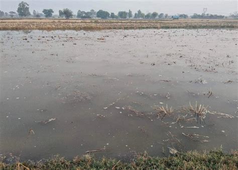 မြို့သစ်မြို့နယ်တွင် နွေစပါးဧက ၇၈၀၀ နှင့် နွေနှမ်းဧက ၈၀၀ စိုက်ပျိုးရန်လျာထား Information