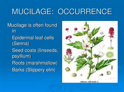 Ppt Gums And Mucilage Powerpoint Presentation Free Download Id140816
