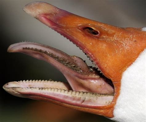 I Just Learned Geese Have Teeth On Their Tongues And I Hate It