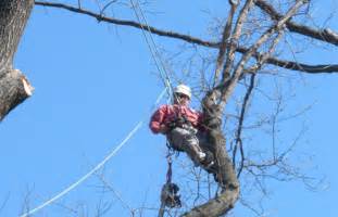 Tree Risk Assessment Waynesboro VA VTM Arborists
