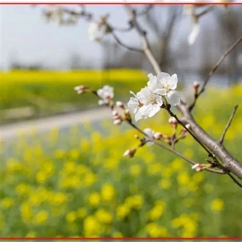 绍兴图说游鉴湖花田 摄影 油菜花 清香
