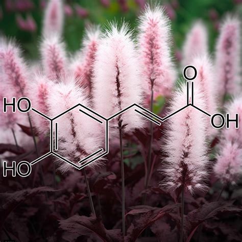 Nrf2 Activator Antioxidant Defense Interstellar Blends Activate