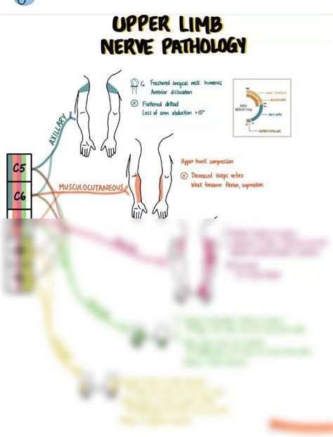Solution Upper Limb Anatomy Nerve Pathology Studypool