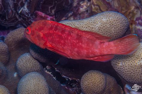 Strawberry Grouper Facts And Photographs • Seaunseen