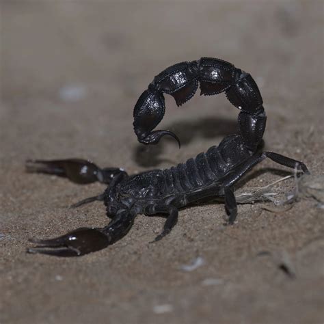 Androctonus Bicolor Venom