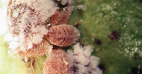 Pink Hibiscus Mealybug North Central Integrated Pest Management Center