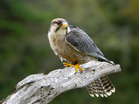 Lanner Falcon Bird Facts Falco Biarmicus Birdfact
