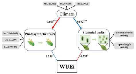 不同气候梯度上典型森林生态系统叶片水分利用效率及叶片气孔和光合性状数据集——植物科学数据中心