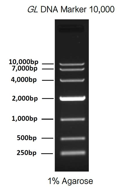 Gl Dna Marker 10000 艾科瑞生物