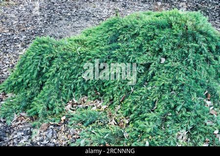 Deodar Cedar Cedrus Deodara Cover Ground Plant Conifer Garden Cedar Ground Cover Cedrus