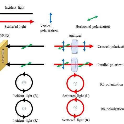 The Spontaneous Raman Spectroscopy Setup In Hh Hv Rr And Rl Polarization Download