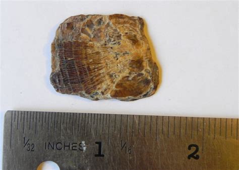 Help ID This Scale Fossil ID The Fossil Forum Help ID This Scale Fossil ID The Fossil Forum