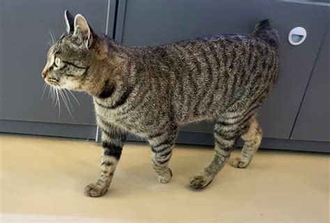 코리안 숏헤어 냥이 대구고양이분양 원주강아지분양 프렌치불독무료분양 아비시니안고양이입양 유기묘입양 고양이털빠짐 작은강아지 강아지책임분양 강아지무료분양 유기견무료분양