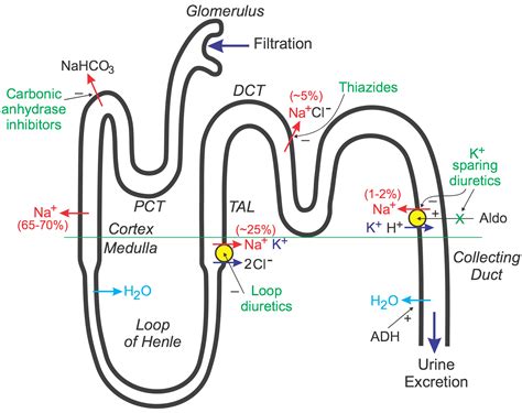 Diuretic Công Dụng Các Loại Và Tác Dụng Phụ Cần Biết