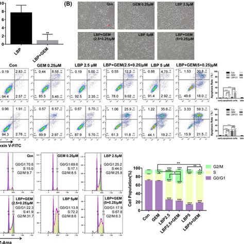 Effects Of Lbp And Gem In Tnbc Xenograft Mouse Models A The