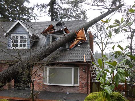 Learn How To Prevent Trees From Falling On Your House