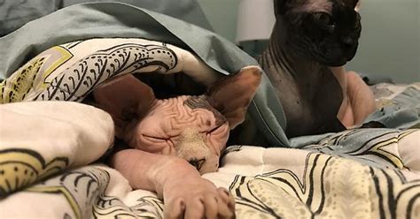 bug enjoying a lazy caturday imgur