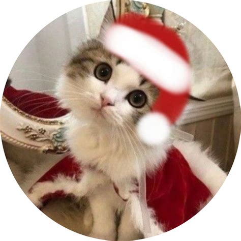 Kitty Christmas Pfp Christmas Cats Christmas Kitten Cute Cat