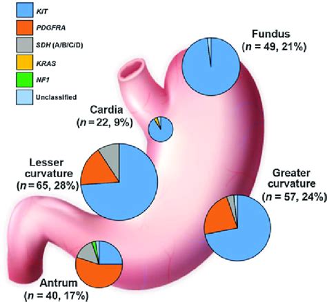 Distribution Of Mutations In Gastric Gist Schematic Of The Stomach