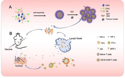 Formation Of Cnps Nanoparticles And Synergistic Anti Tumor