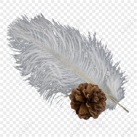 소나무 콘과 함께 두 개의 흰색 깃털장식자연스러운 Png 일러스트 무료 다운로드 Lovepik