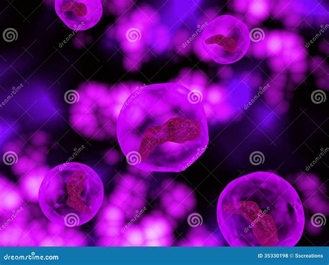 Human Egg Cell Stock Illustration Illustration Of Fertilization 35330198