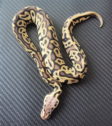 Help Identifying Genetics Ball Pythons MorphMarket Reptile Community